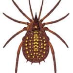 New York Fossils | New York Nature