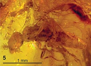 New York Fossils – New York Nature by Betsy McCully