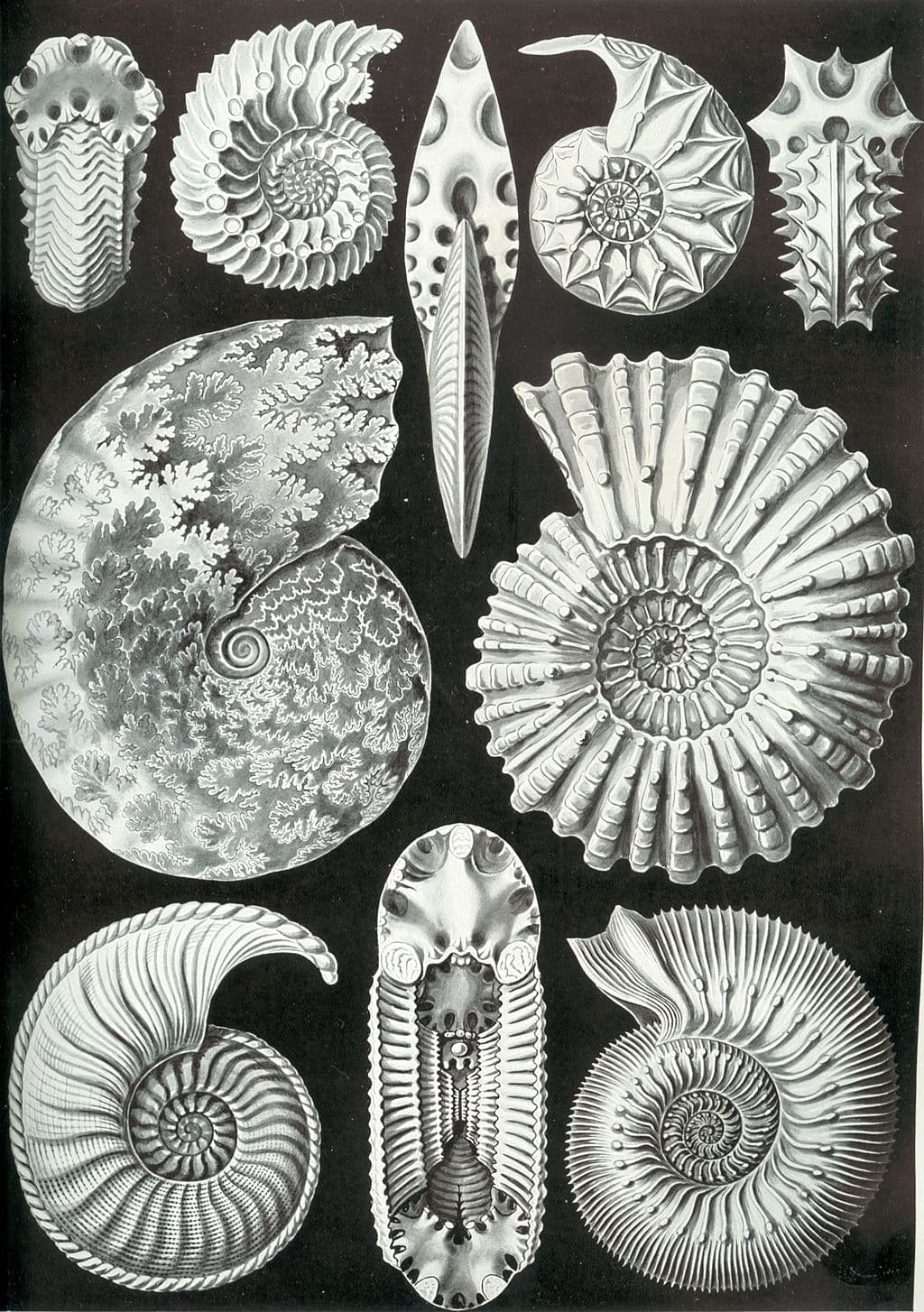 New York Fossils – New York Nature by Betsy McCully