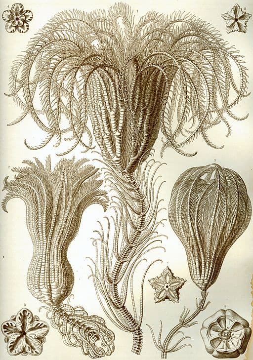 New York Fossils – New York Nature by Betsy McCully