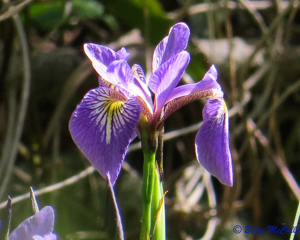 New York Wildflowers Gallery – New York Nature by Betsy McCully