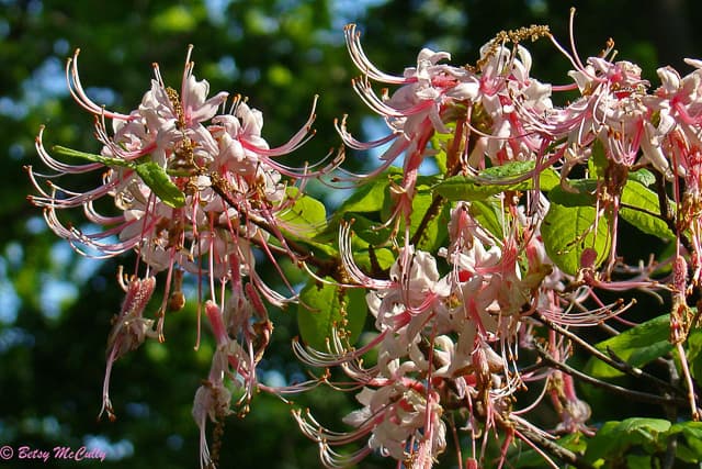 Pinkster (Rhododendron periclymenoides) | New York Nature by Betsy McCully