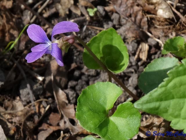 New York Wildflowers Gallery – New York Nature by Betsy McCully