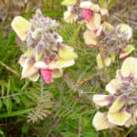 New York Wildflower Gallery | New York Nature