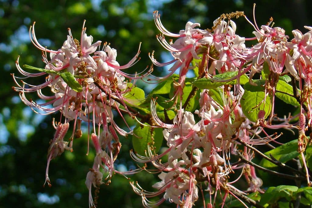 New York Wildflower Gallery | New York Nature