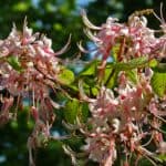 New York Wildflower Gallery | New York Nature