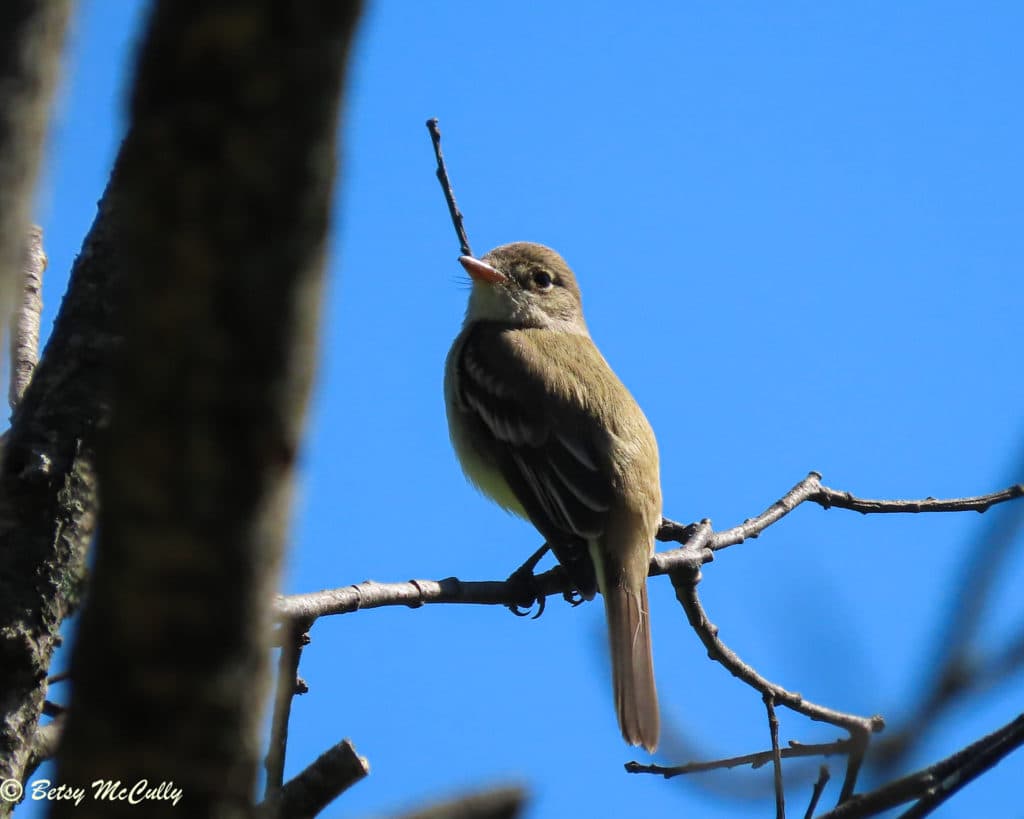New York Birds Gallery | New York Nature
