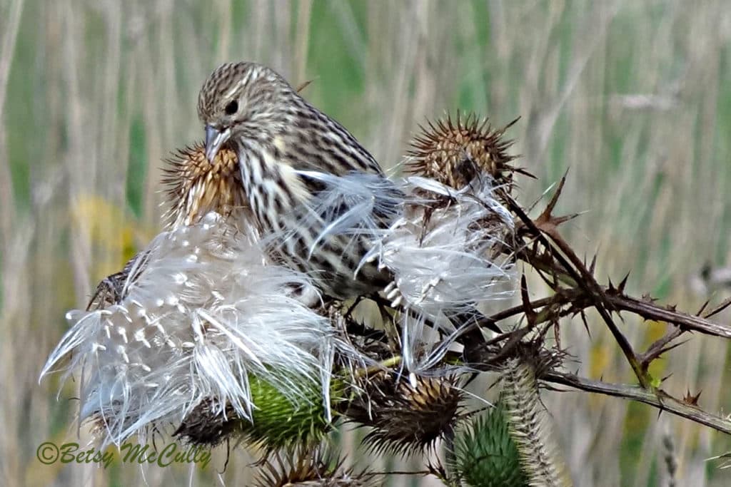 New York Birds Gallery | New York Nature