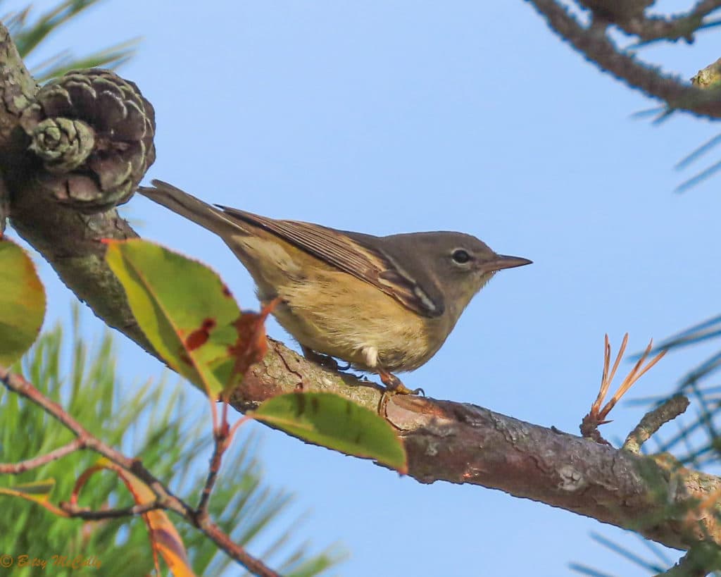 New York Birds Gallery | New York Nature