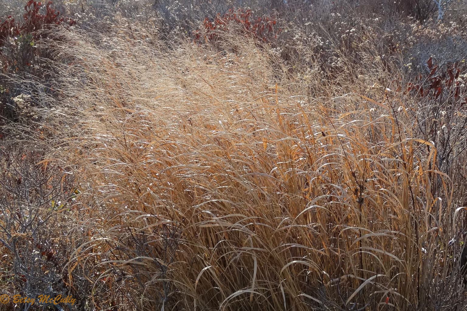 New York Wildflower Gallery | New York Nature