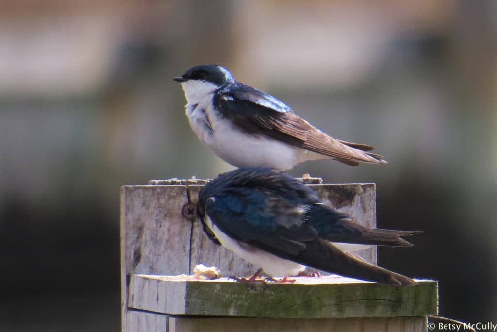 New York Birds Gallery | New York Nature