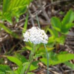 New York Wildflower Gallery | New York Nature