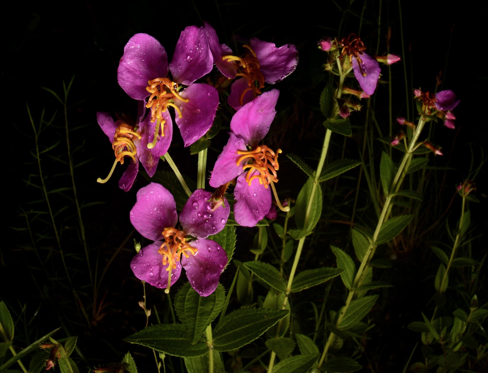 New York Wildflowers Gallery – New York Nature by Betsy McCully