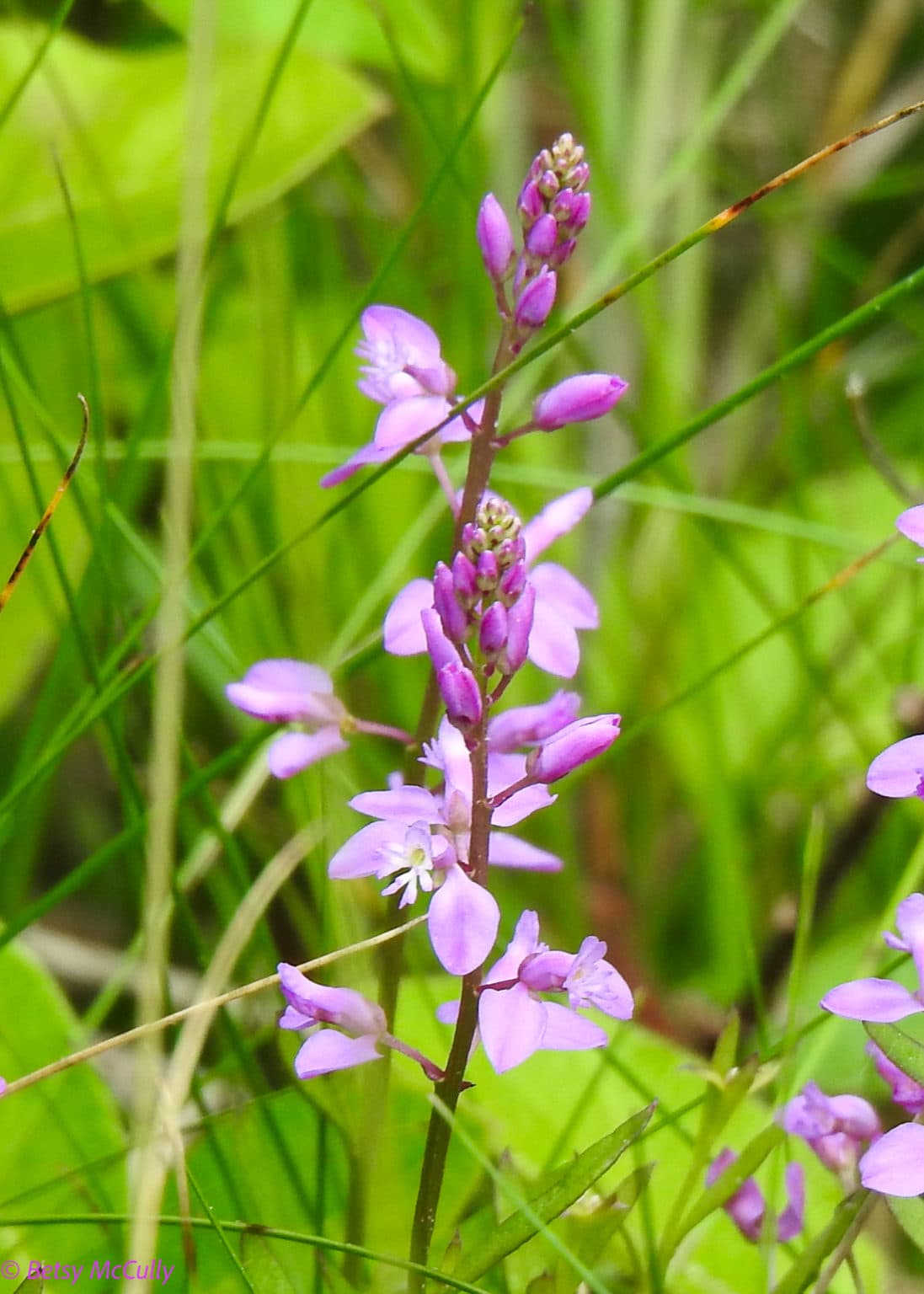 Discover the Beauty of New York Nature | Wildlife, Landscapes, and More